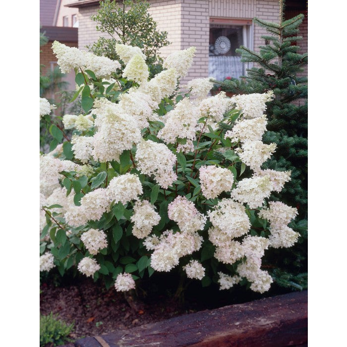 Hydrangea Paniculata Phantom Standard