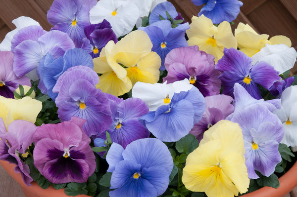 Pansy Matrix Silhouette Mix (All Year Pansy) 6-Pack – St Margarets Nursery